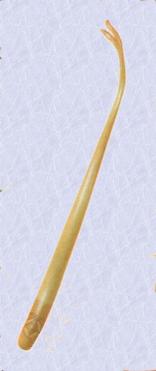 Zoológico Virtual do Koba: Teredo