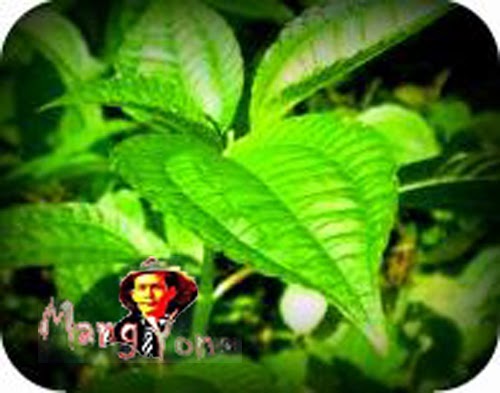 Manfaat dan Khasiat dari daun pohpohan (Pilea melastomoides)