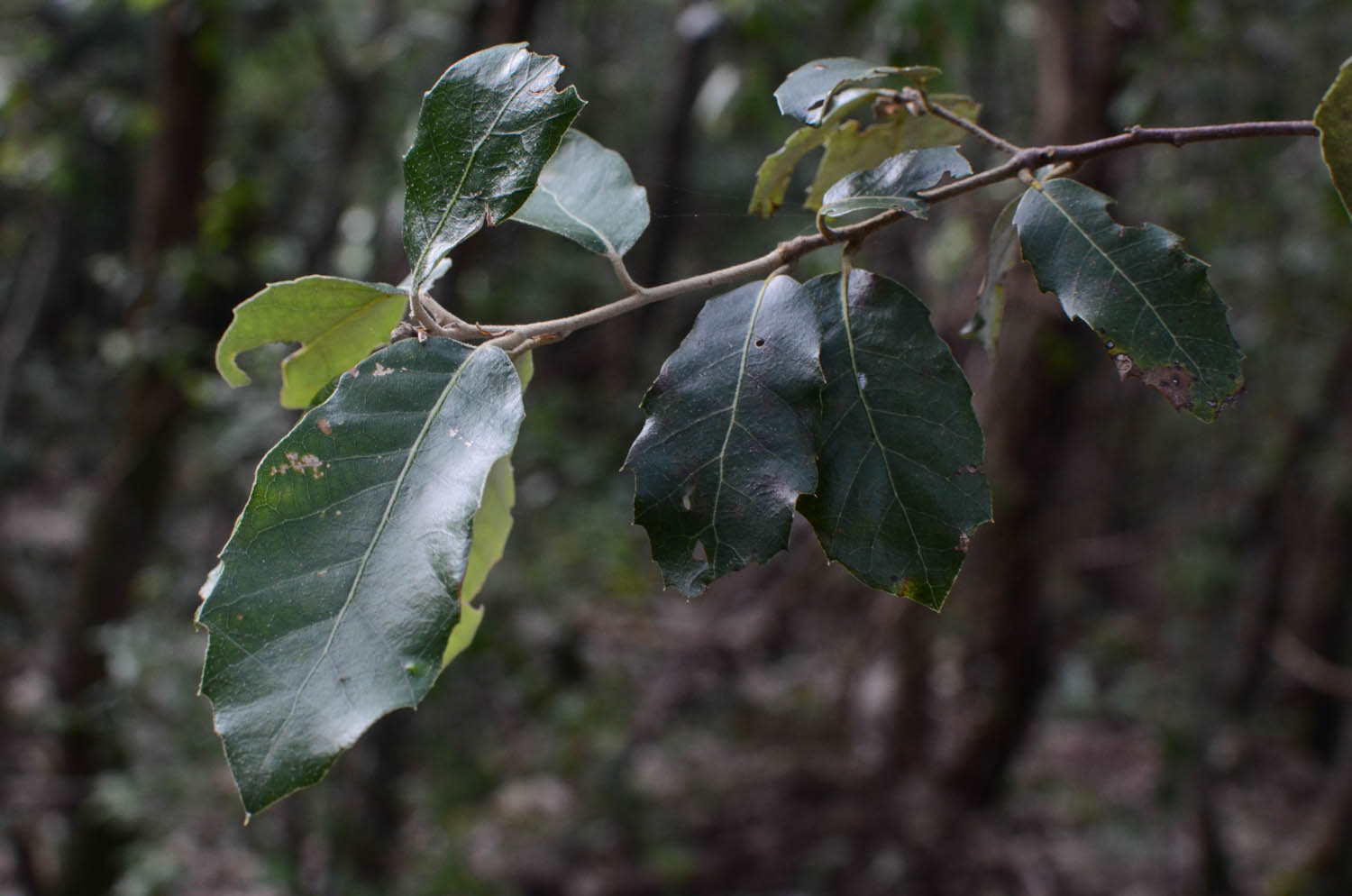 ALMANAQUE NATURAL: Los Encinares más norteños