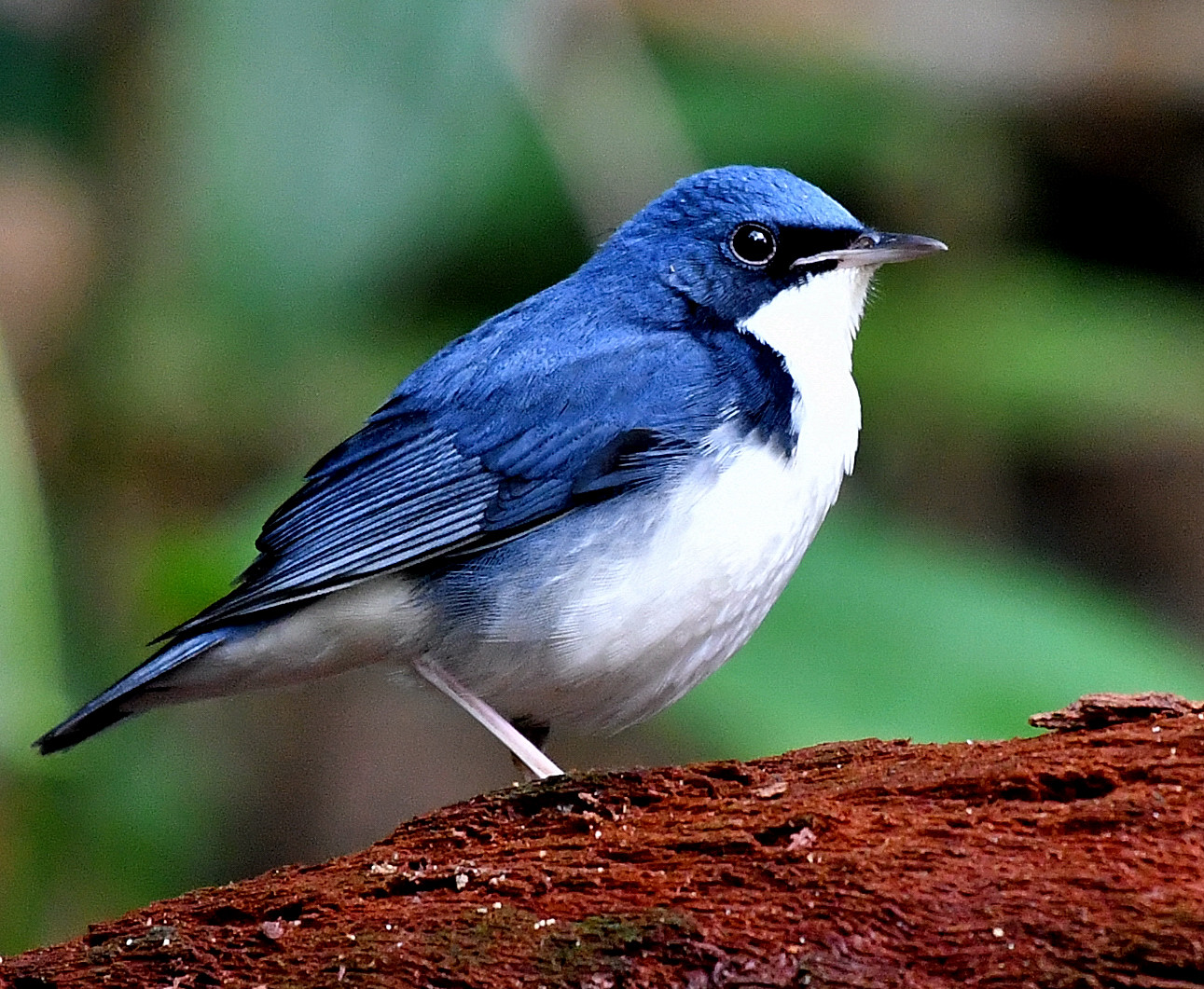 The Life Journey in Photography: Siberian Blue Robin @ Berjaya Hill ...