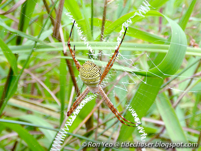 tHE tiDE cHAsER: Spiders, Scorpions & Other Arachnids (Phylum ...