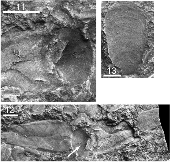 Sciency Thoughts: Hyoliths from the Early Cambrian Murray Shale of ...