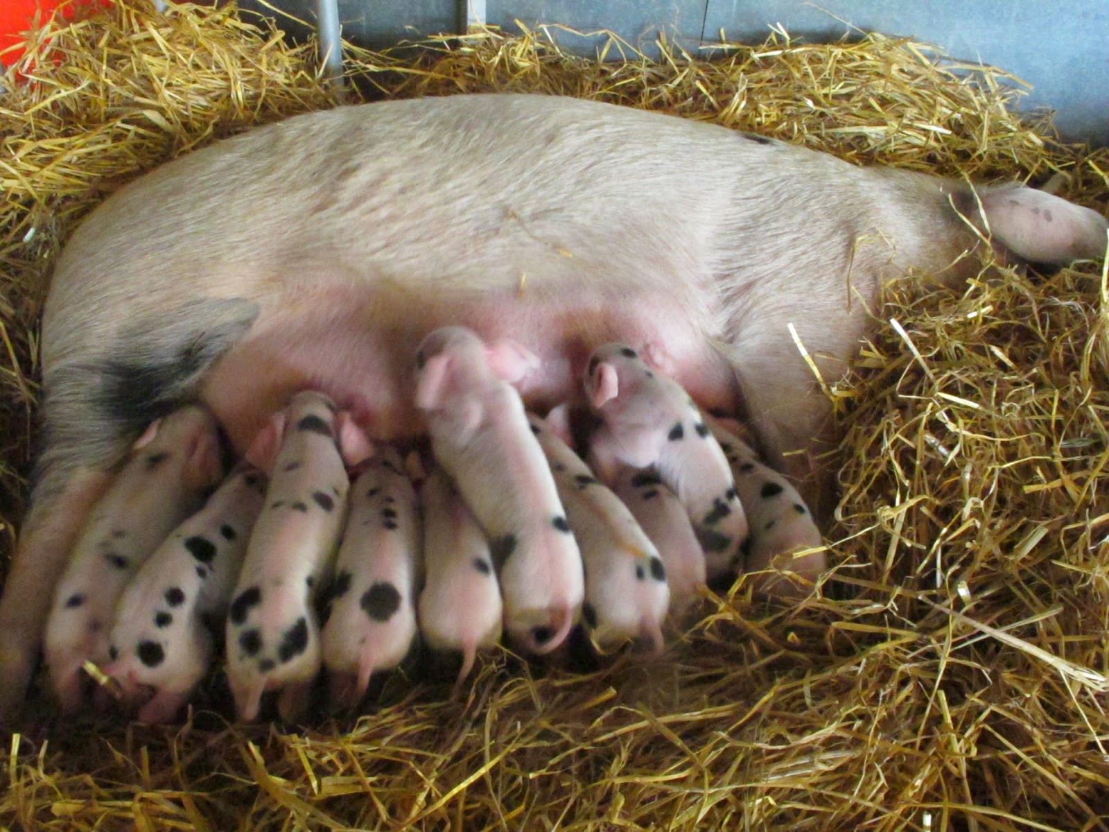 Crafting A Beautiful Life: The Piglets Grow Up!