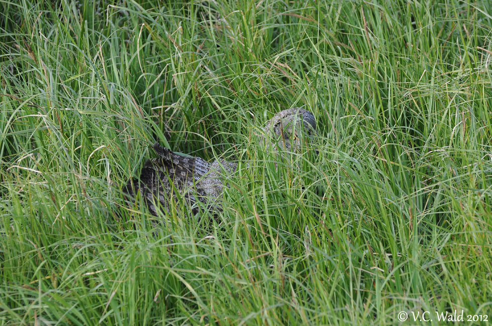 Amusing Musings: The Great Gray Hunter