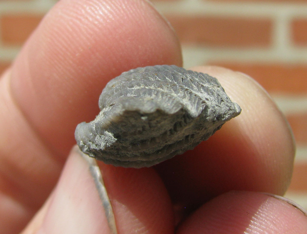 Views of the Mahantango: July 2015