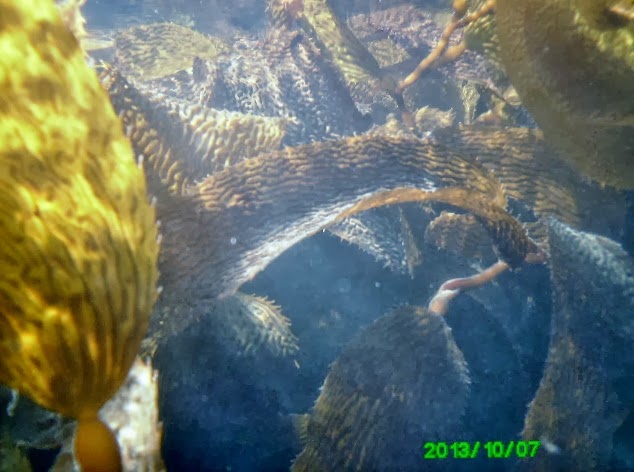 Island farming in the Falkland Islands: Diving Buddy