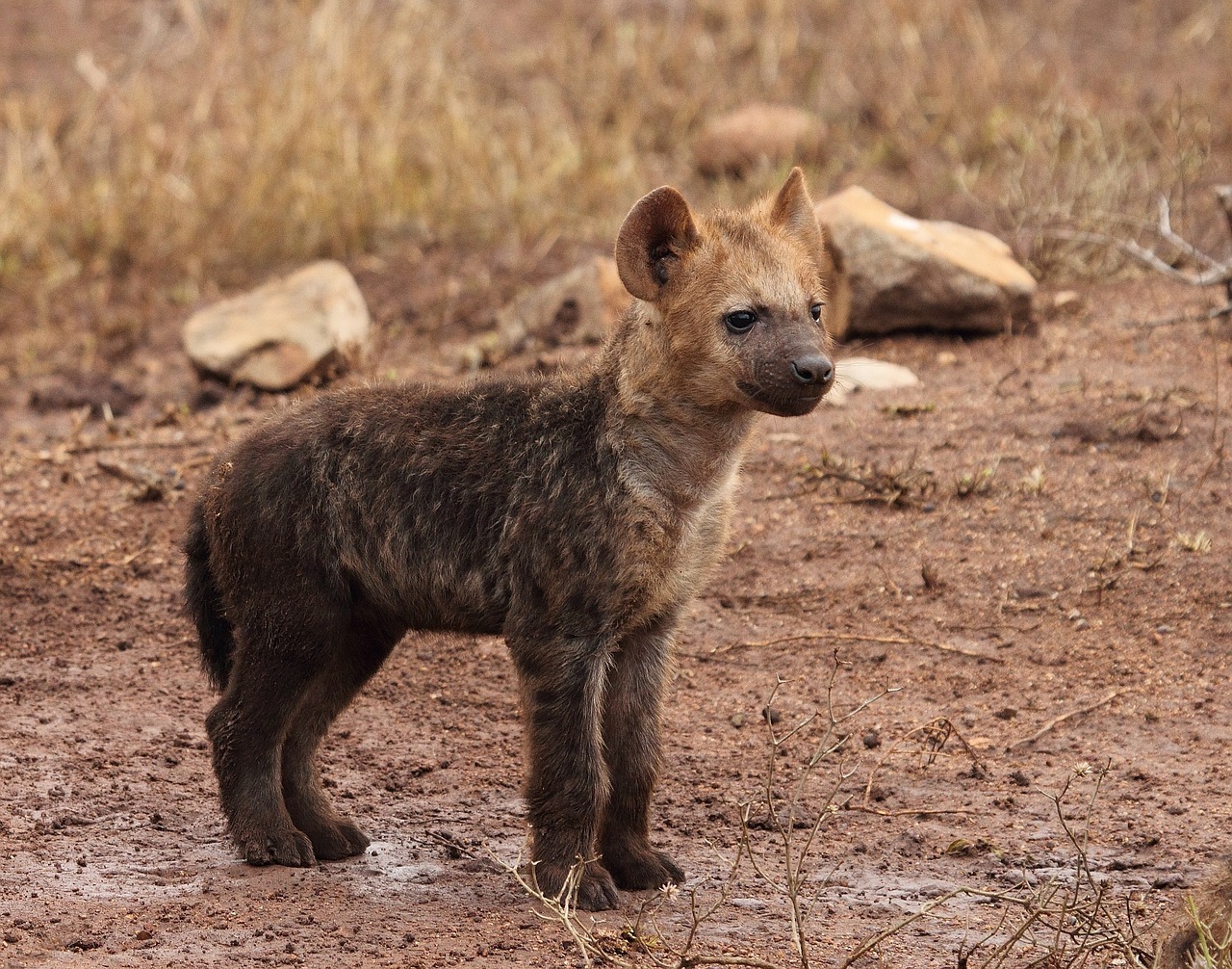 Contes d' Animals: LA HIENA