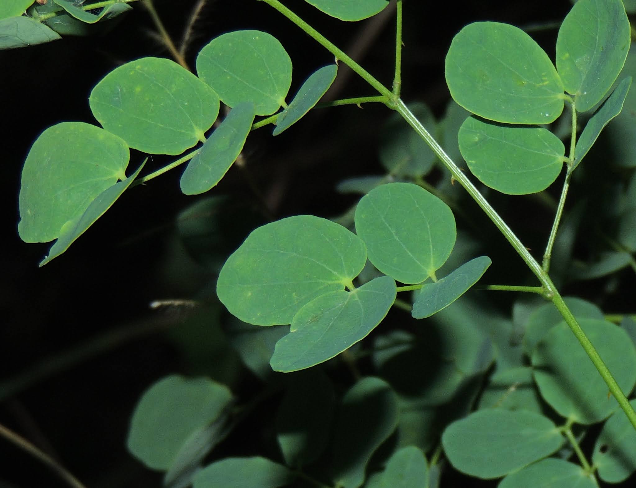 Fabaceae - Leguminosae no Brasil: Fabaceae - Mimosa ceratonia L.