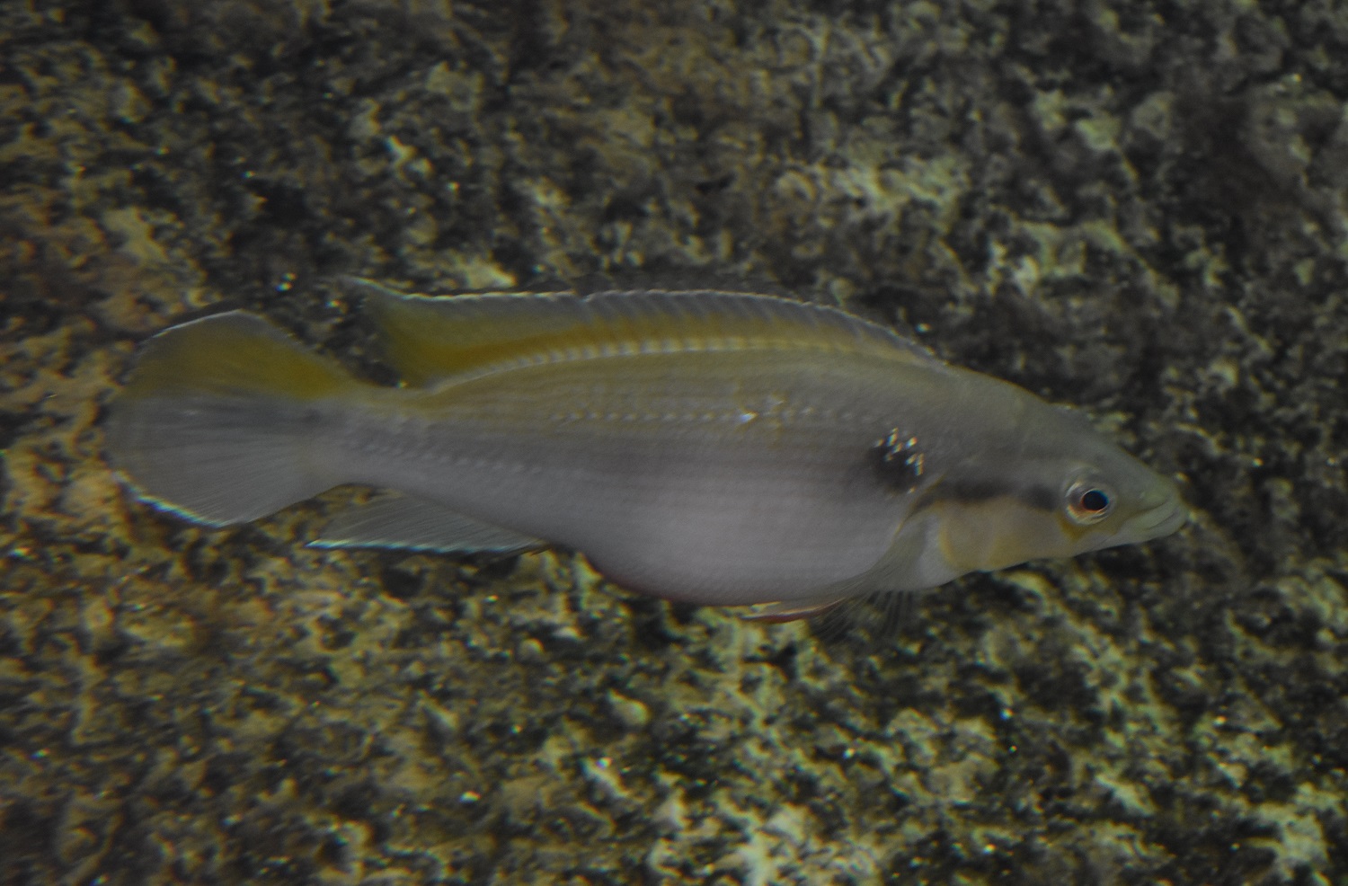 ZOOTOGRAFIANDO (6.100 ANIMALS): MATAGUARO CHUI / PROTEUS PIKE CICHLID ...