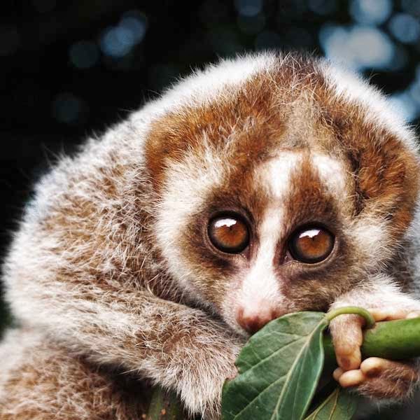 Kukang ( Primata Lambat ) | All About Animal