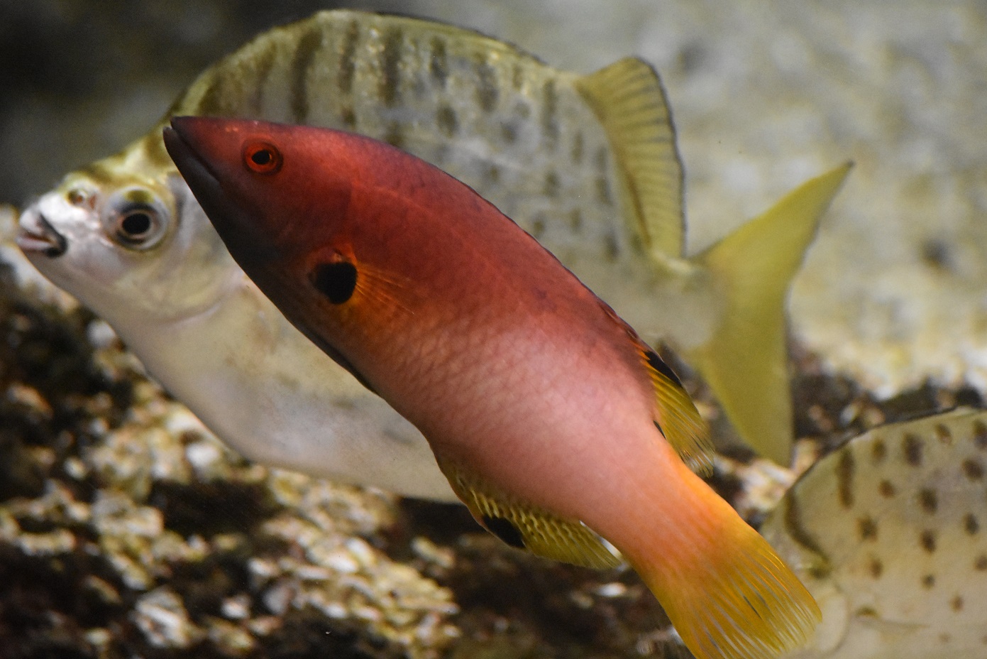 ZOOTOGRAFIANDO (6.096 ANIMALS): LÁBRIDO DE AXILA NEGRA / AXILSPOT ...