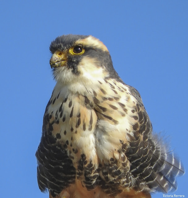 Observando aves: Halcón plomizo