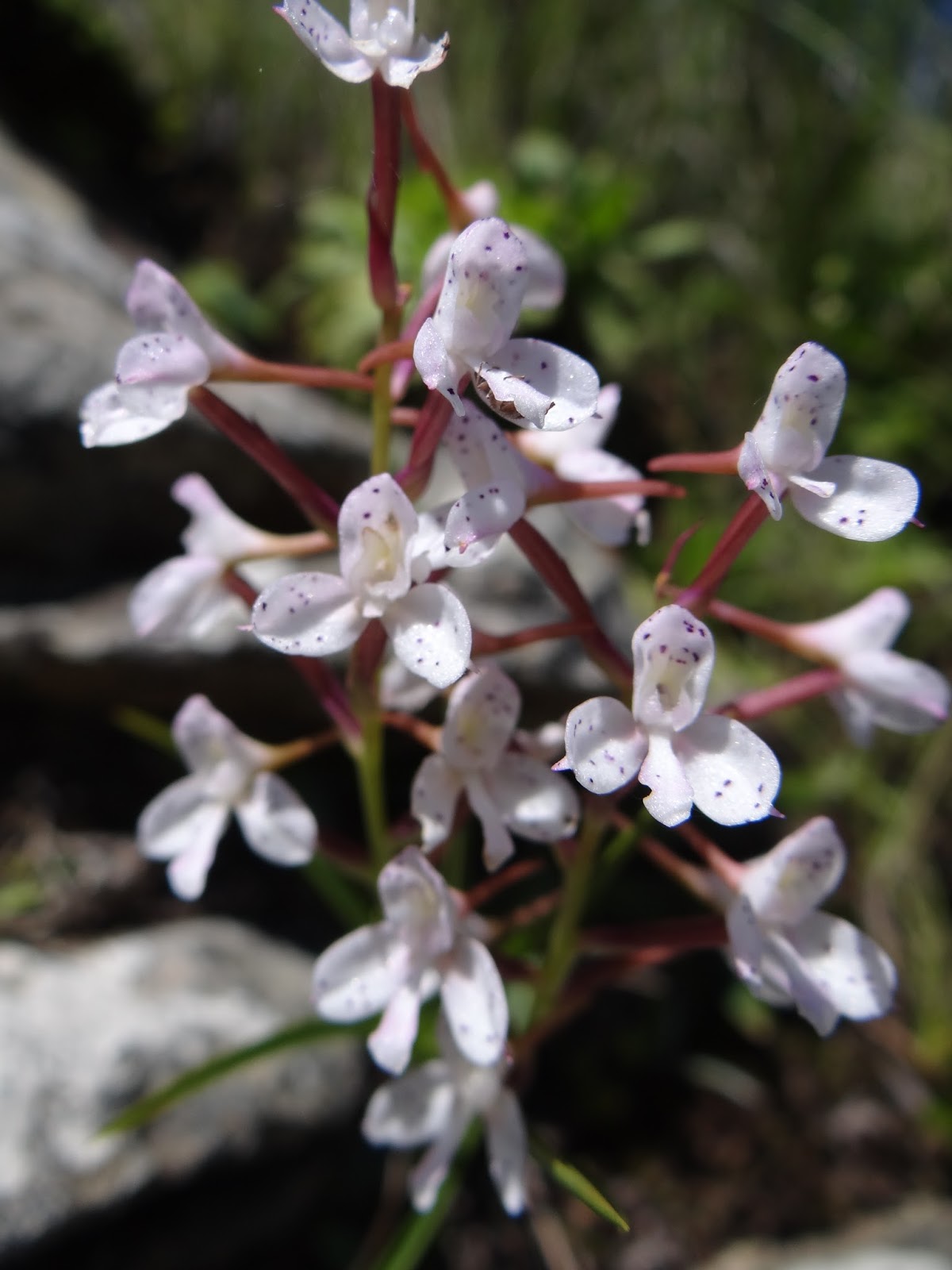 Caerulean Skies: August 2013