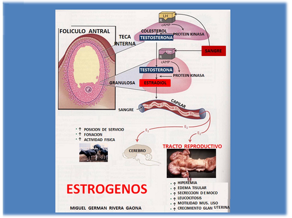 MANUAL DE REPRODUCCION BOVINA: ENDOCRINOLOGIA