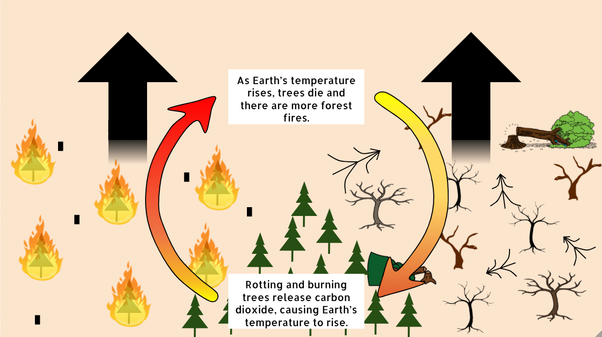 Roneeza @ Saint Patrick's School: The Deforestation Feedback Loop