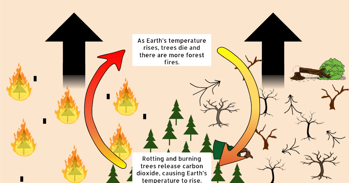 Roneeza @ Saint Patrick's School: The Deforestation Feedback Loop