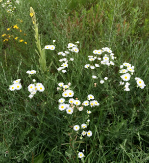 MI Lake Home Garden: About 3 of My Favorite "Ditch Flowers"