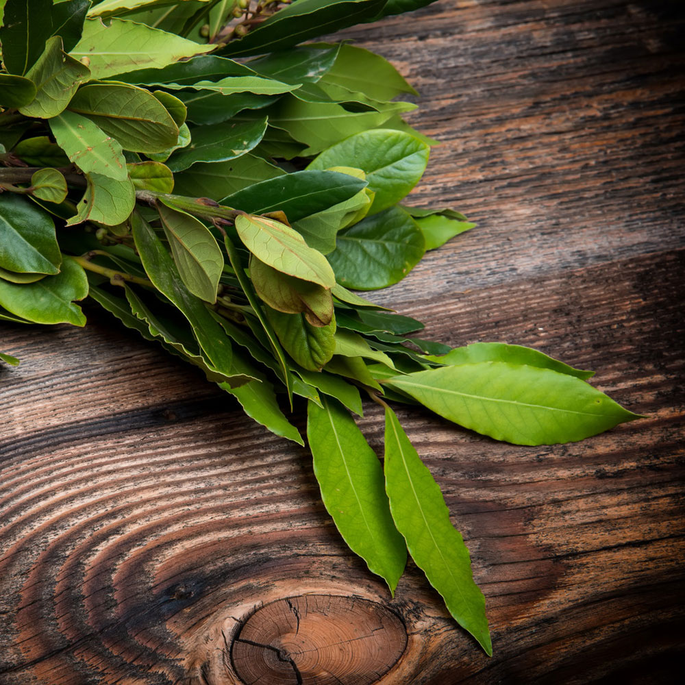 Essential Oil Profiles: Laurel