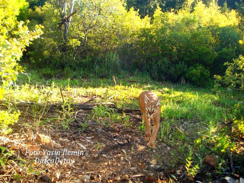 Mind My Turkey: The Caracal (Karakulak)