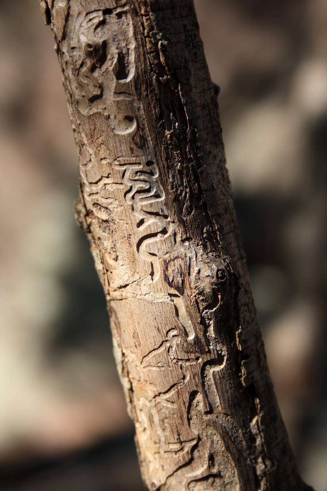 Richard Sollorz Photography: Evans Crown Reserve at Tarana