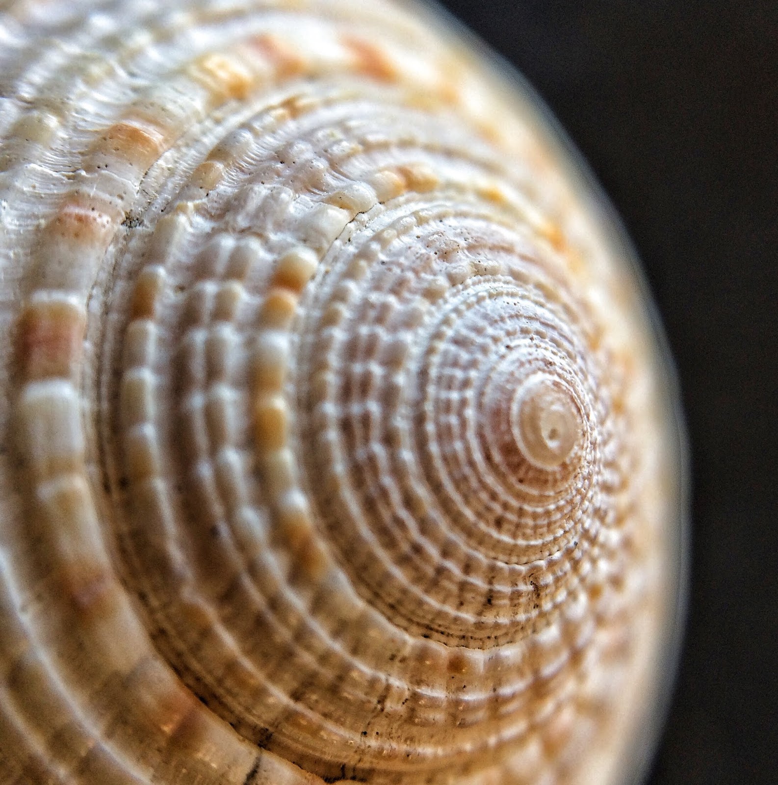 Olloclip Phone Lens Kit Review