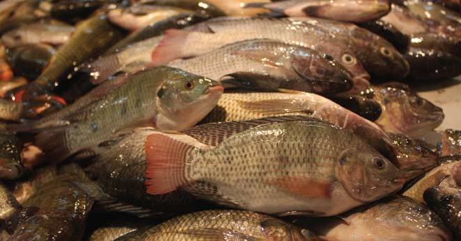 blogger: asal-usul dan sejarah ikan mujair di indonesia