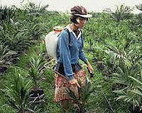 Petak Semai: PANDUAN MERACUN SAWIT