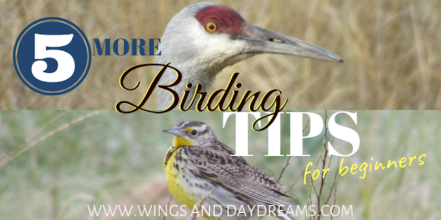Wings and Daydreams: 5 More Birding Tips for Beginners