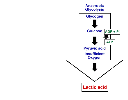 The Effect Of Exercise: Lactic Acid System