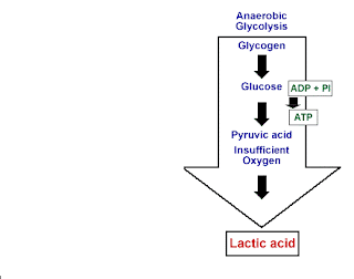 The Effect Of Exercise: Lactic Acid System