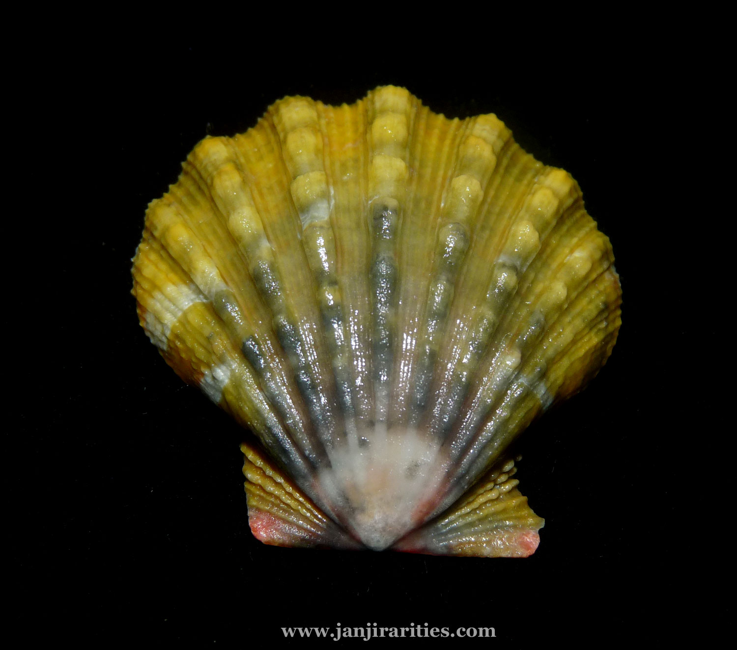 Kahelelani & Sunrise shell jewelry by.... Janjira: Sunrise shells