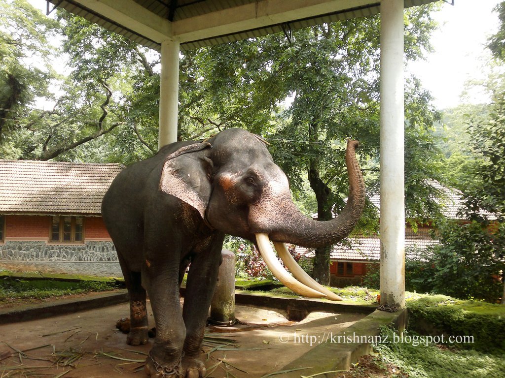 Elephant cage at Konni - TravelersOutlook: Travelers Photo Gallery