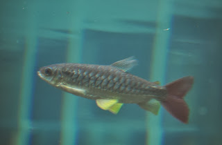 ZOOTOGRAFIANDO (6.100 ANIMALS): PEZ TUCÁN / TUCAN FISH (Chalceus ...