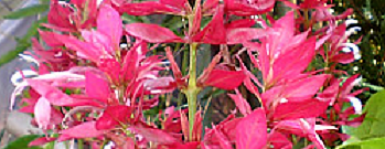 arbustosensevilla-encinarosa: Megaskepasma erythrochlamys / Manto rojo ...