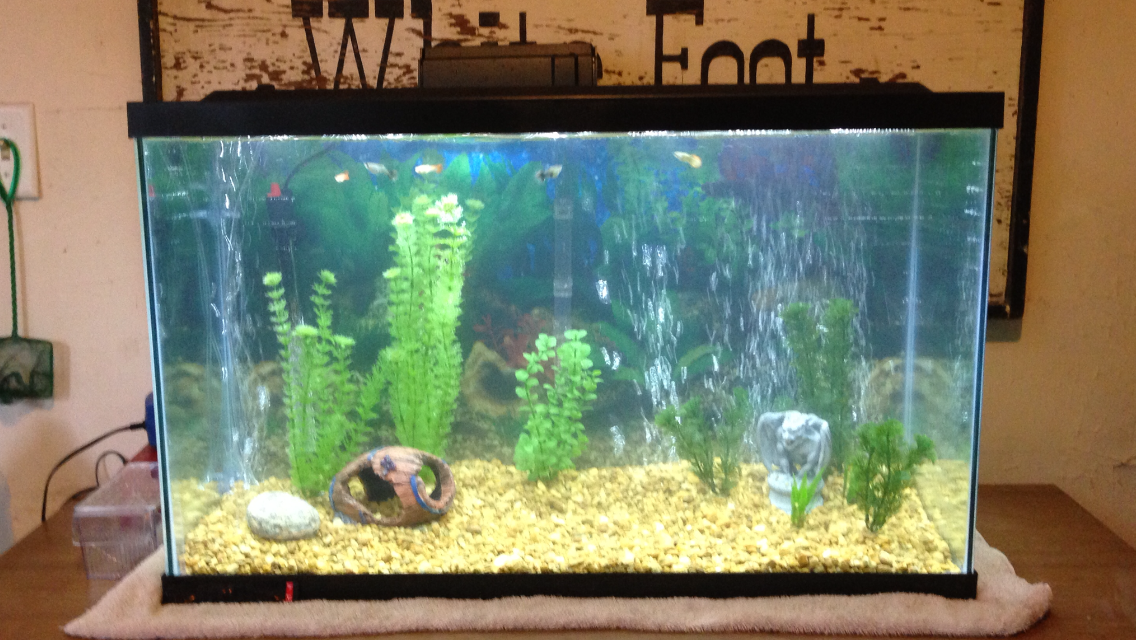 Guppy Breeding Project