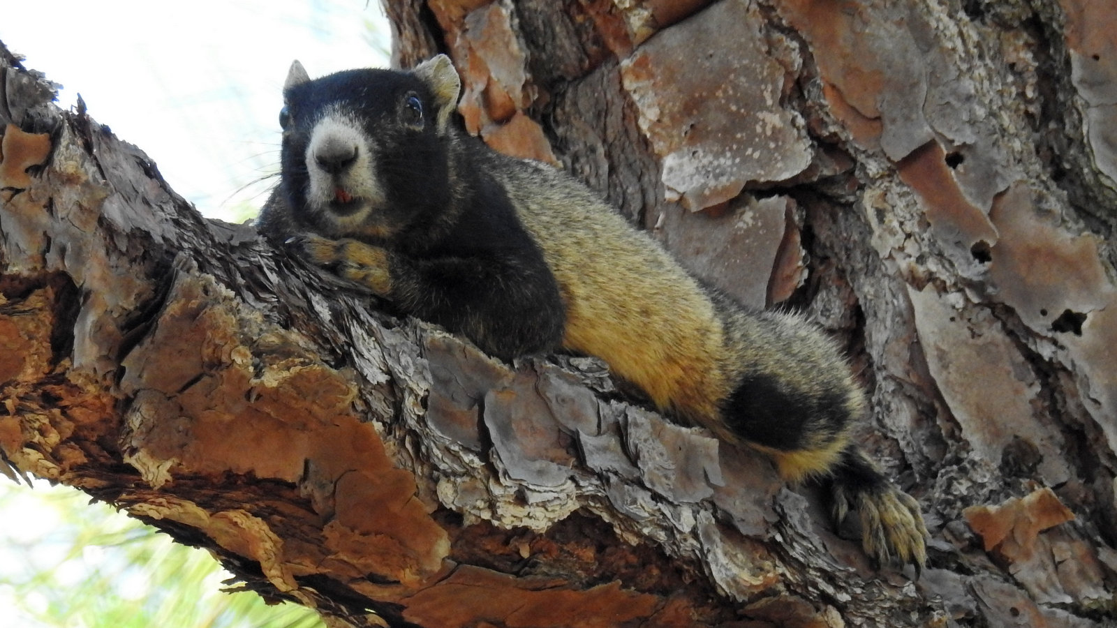 Field Notes And Photos Sherman s Fox Squirrel field-notes-and-photos-sherman-s-fox-squirrel