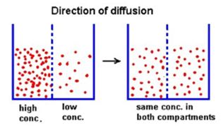 KSJBIO: #111 Cells Transportation- Passive Transport in Cells (English)