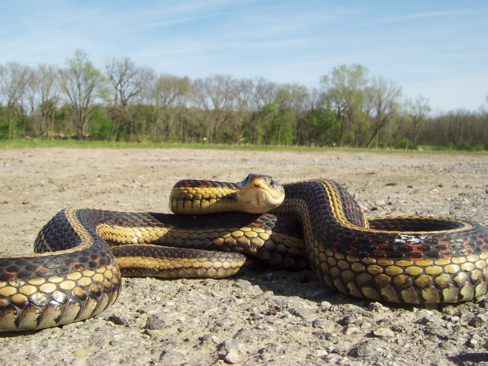 Iowa Reptiles: A large Eastern Garter Snake...