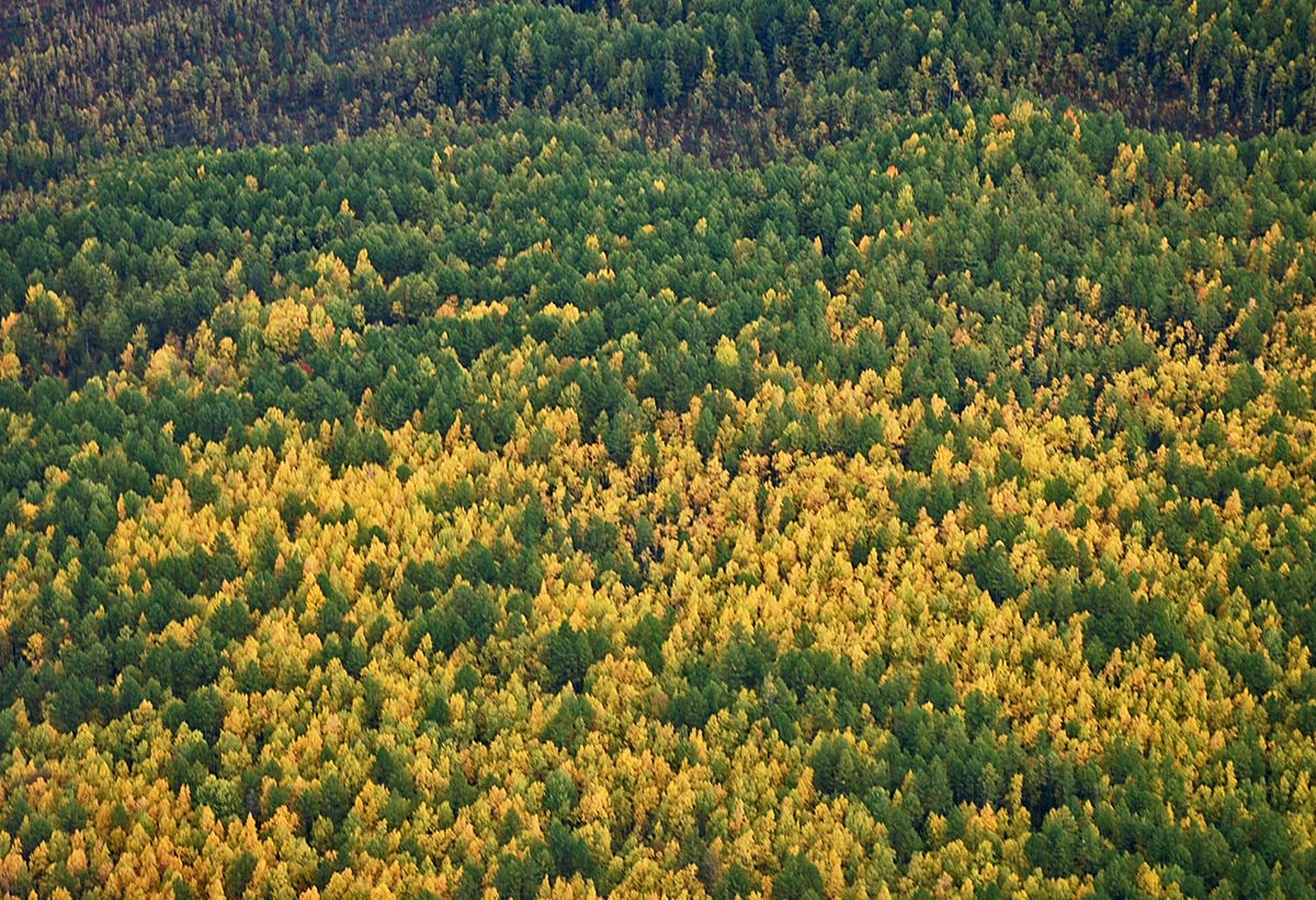 Climate and geography of taiga ~ Jungle World