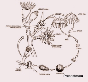 Obelia Diagram Labeled