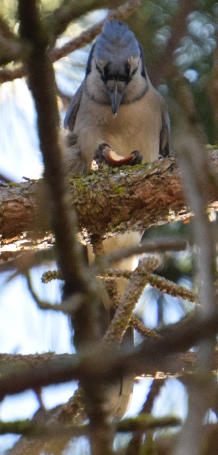 Bird of the Day: 2021