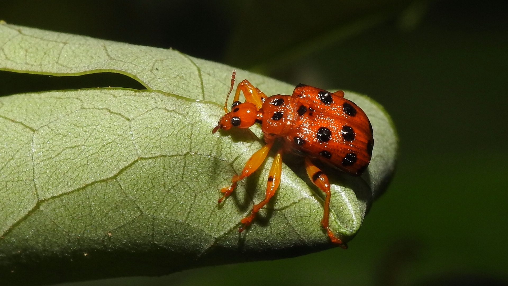 台灣-鳥類與昆蟲-自然觀察記錄: 黑點捲葉象鼻蟲 Agomadaranus pardaloides