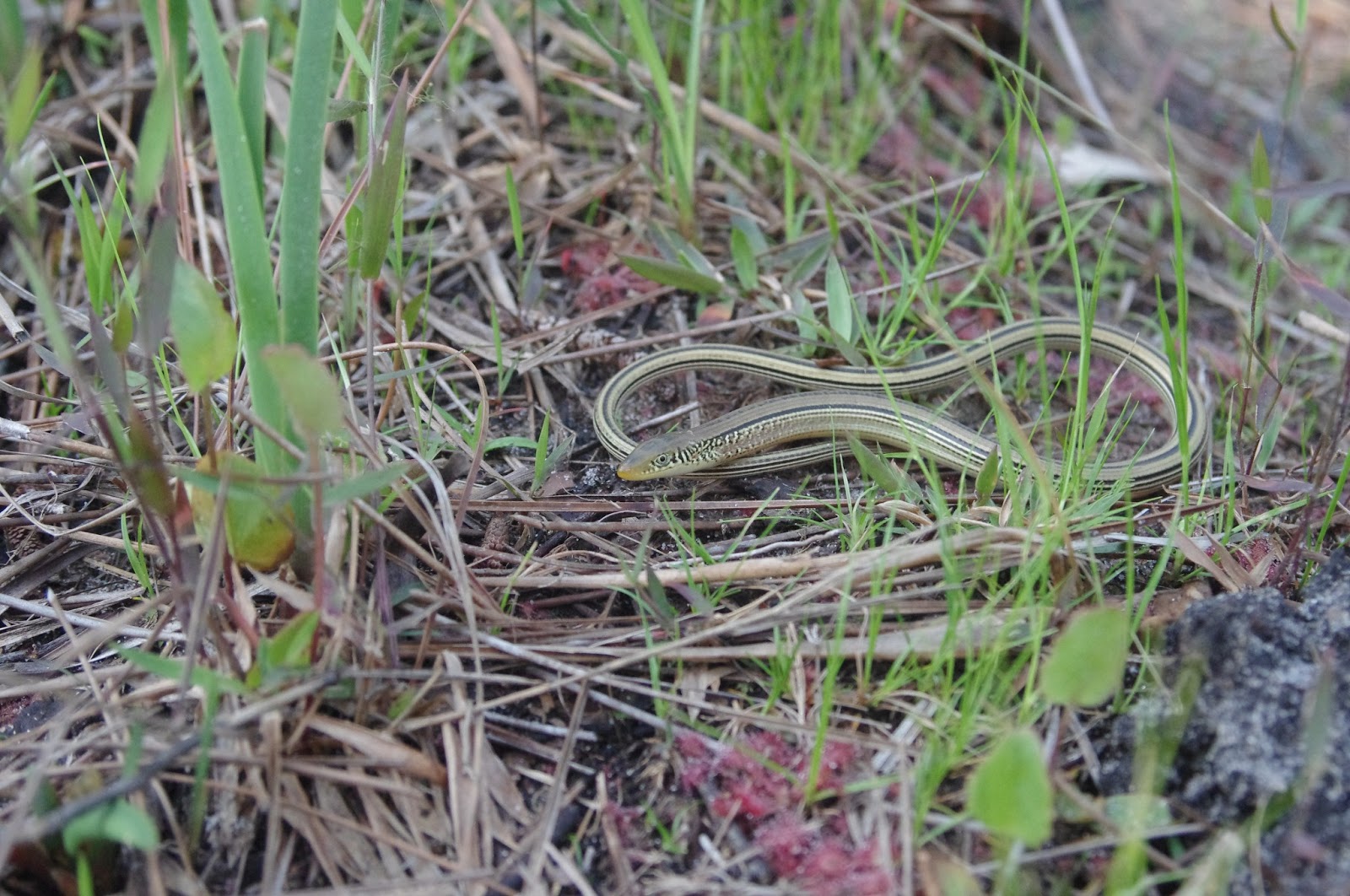 onward, westward: Mimic Glass Lizard and other highlights