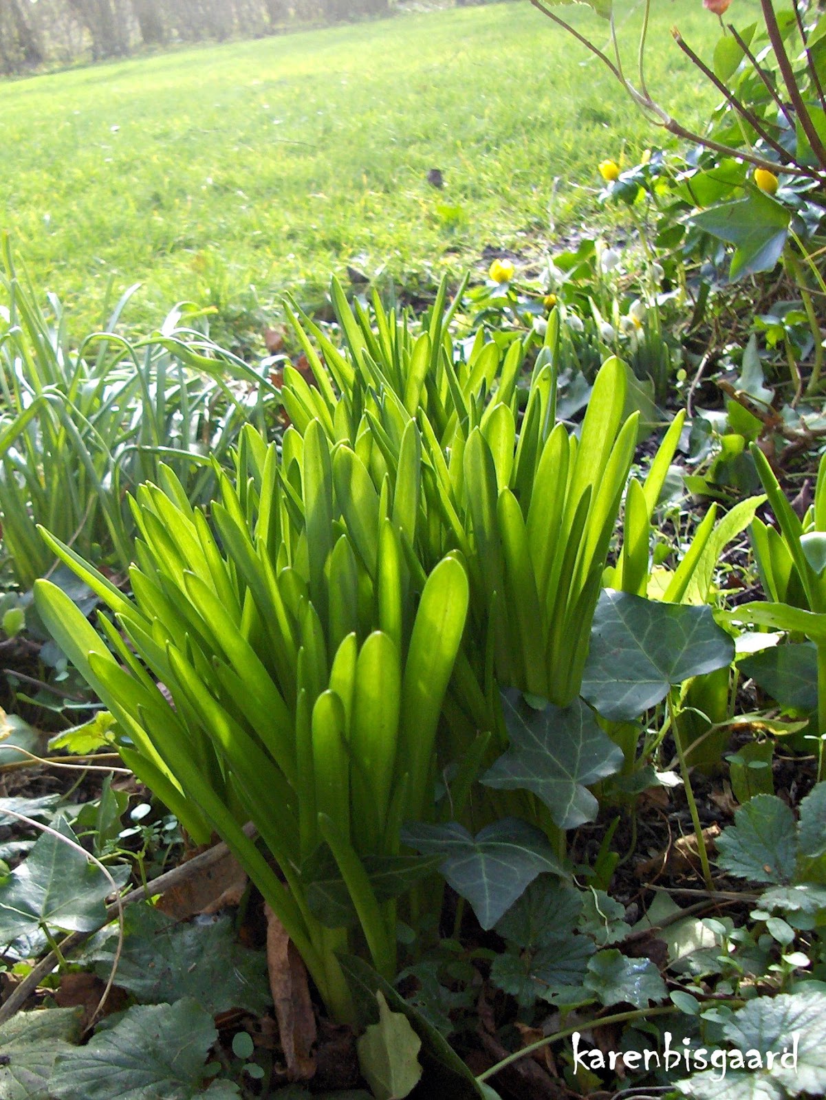 Karen`s Nature Photography: Hyacinth Sprouts in Garden.