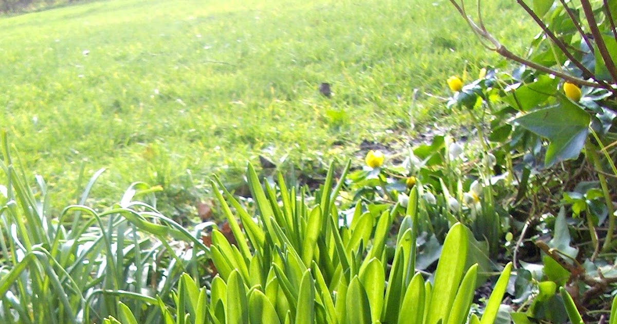 Karen`s Nature Photography: Hyacinth Sprouts in Garden.