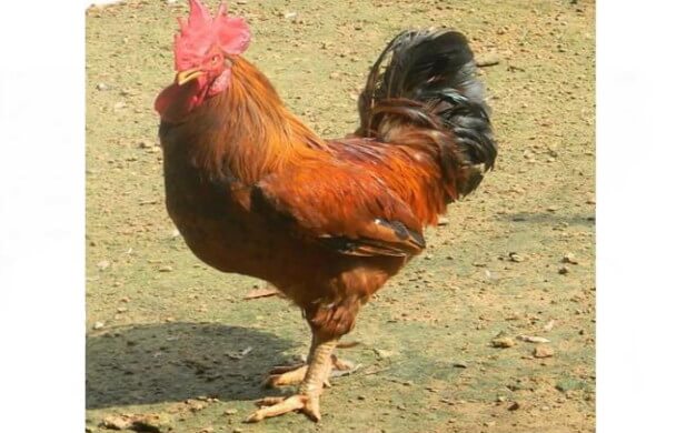 Mengenal 7 Jenis Varietas Ayam Lokal di Indonesia - Santos Blog