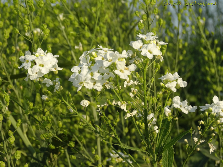 Chwile zaChwycone: Warzęcha, chrzan pospolity