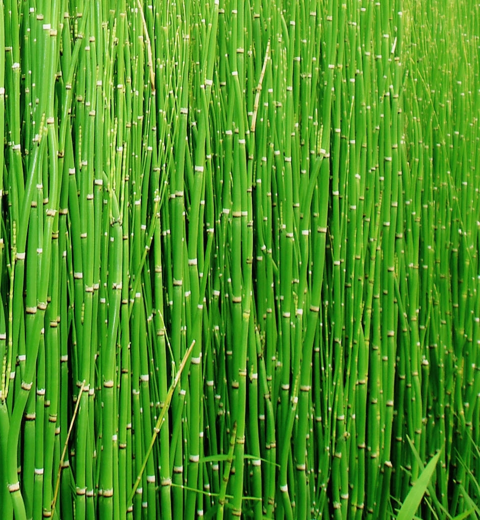 Macfull Blog: Wallpaper bambu rotan