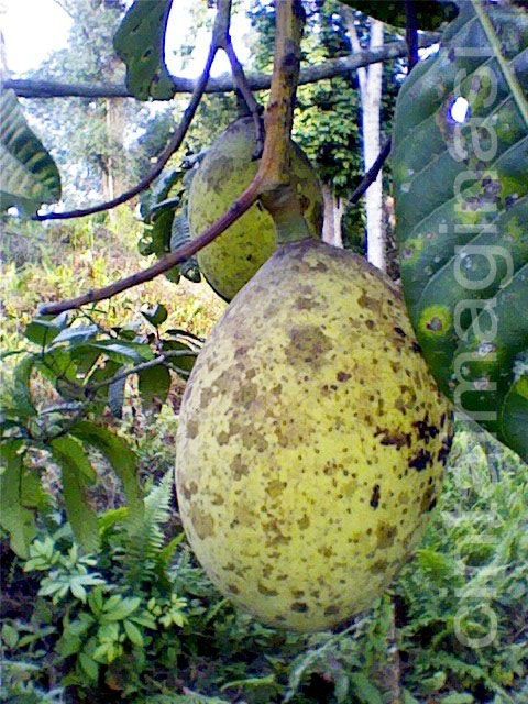 Tahukah Anda Khasiat Buah Bacang Atau Macang !!! - CiLiFES