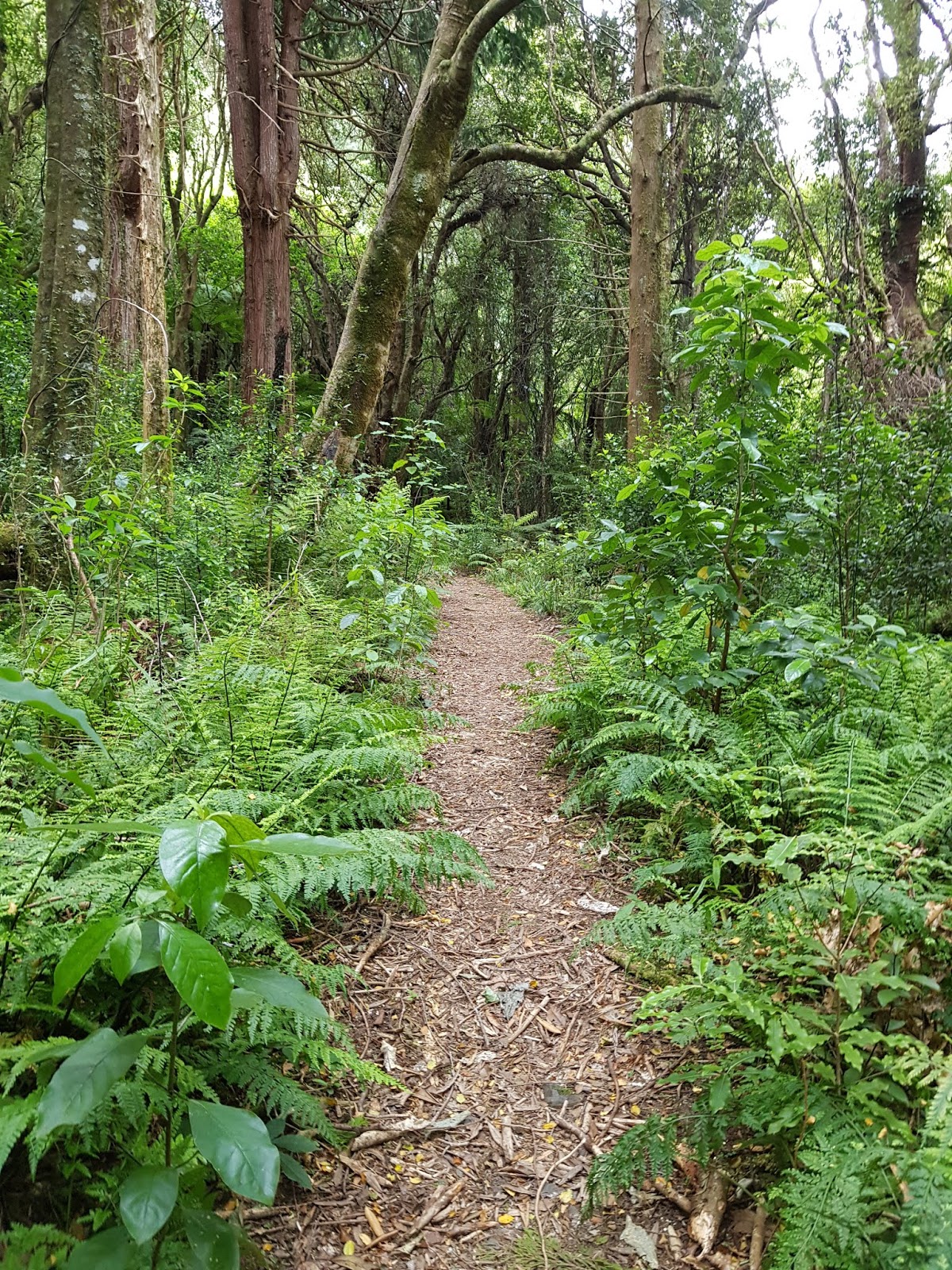 Tramping the Tararuas: Blue Range Hut
